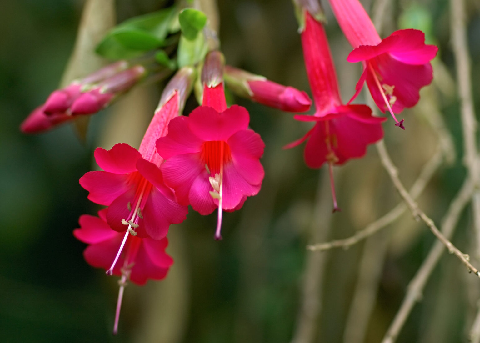 KANTUTA CONCERTS | BolivianArtistFoundation.org